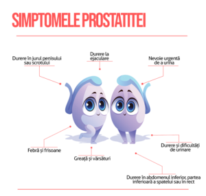 Prostata - Roluri, Structură,Teste. Adenom de prostată. Prostatita ...